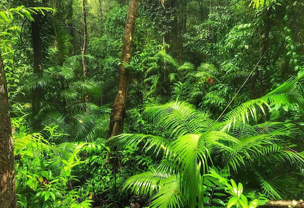 The Daintree Rainforest - 43BlueDoors
